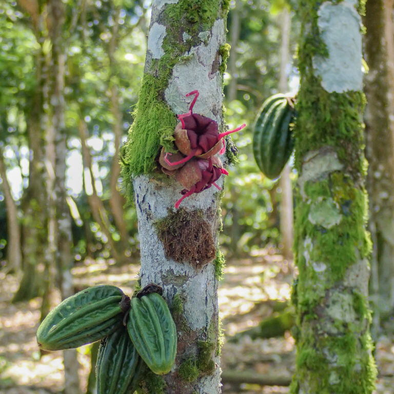 Pura Vida Chocolate – Tree-To-Bar Costa Rican Chocolate